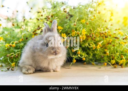 A tiny bunny sits amidst blooming flora and greenery Stock Photo - Alamy