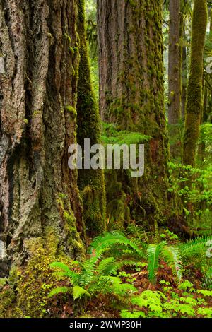 Douglas fir along Delta Nature Trail, Willamette National Forest ...