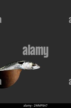 Iridescent mackerel skin Stock Photo - Alamy