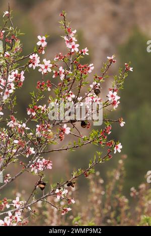 Almond flowers and old almonds from the last season on branches of the ...