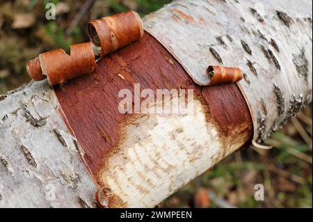 European Beaver (Castor fiber) silver birch (Betula pendula) log felled ...