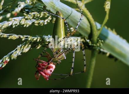 Closeup shot of a green lynx spider (Peucetia viridans) eating an ...