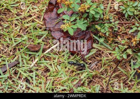 Giant Amazonian Ant in the Caatinga Stock Photo - Alamy