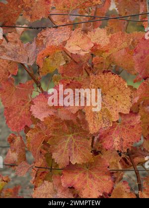 dry leafs in fall season time Stock Photo - Alamy