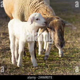 White Katahdin sheep lamb that looks like it is prancing with its ...