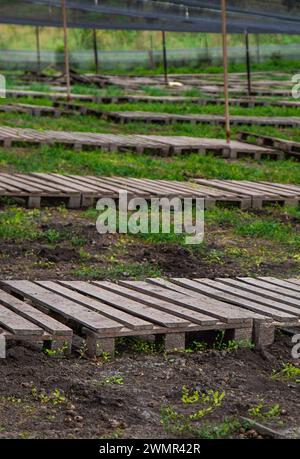 Growing escargot on a farm. Selective focus Stock Photo - Alamy