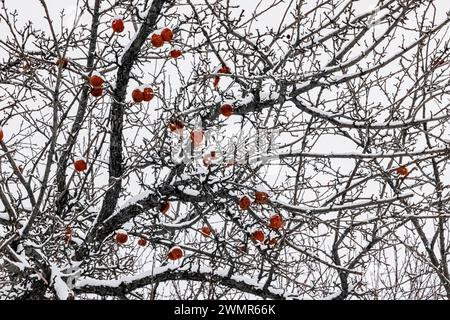 Abandoned apple tree in Mecosta County, Michigan, USA Stock Photo - Alamy