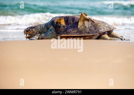 Dead Olive Ridley Turtles on a beach in Orissa / Odisha on the east ...