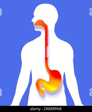 Illustration showing the stomach, duodenum, pancreas, and spleen with ...