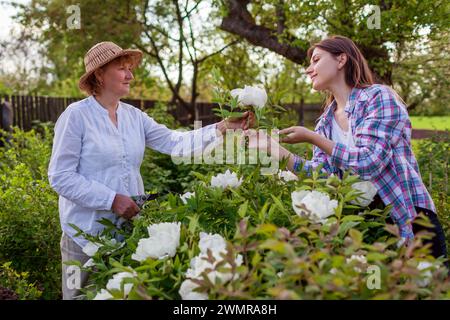 Senior gardener picking tree peonies flowers in spring garden. Retired ...