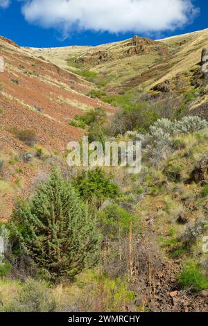 Canyon slope, Deschutes Wild and Scenic River, Lower Deschutes National ...