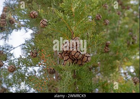The tree, also known as cemetery cypress in Turkey, and its small cones ...