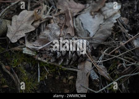 The pond pine, black bark pine, bay pine, marsh pine, or pocosin pine ...