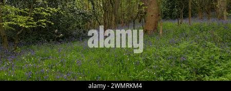 Bluebell wood, Durham, England Stock Photo - Alamy