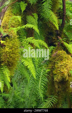 Licorice ferns (Polypodium glycyrrhiza), Cape Perpetua Scenic Area ...