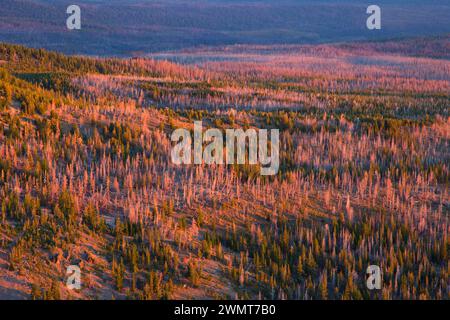 Forest view from Tam McArthur Rim Trail, Three Sisters Wilderness ...