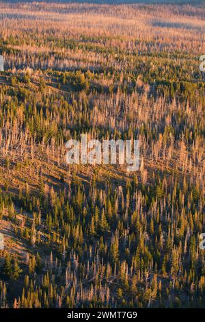 Forest view from Tam McArthur Rim Trail, Three Sisters Wilderness ...
