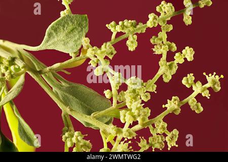 Old man saltbush (Atriplex nummularia) is an evergreen shrub native to ...