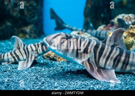 Zebra bullhead shark (Heterodontus zebra) swimming in the sea Stock ...