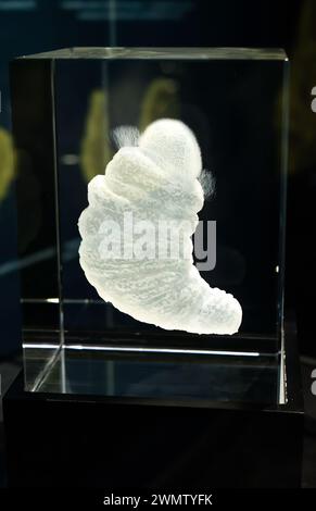 Sipunculid (peanut worm) pelagosphera larva close up Stock Photo - Alamy