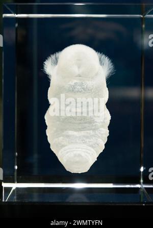 Sipunculid (peanut worm) pelagosphera larva close up Stock Photo - Alamy