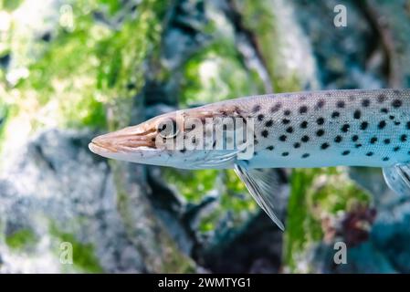 The Amur pike (Esox reichertii), also known as the blackspotted pike ...