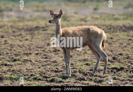 Javan rusa calf, Rusa timorensis in Baluran National Park, East Java ...