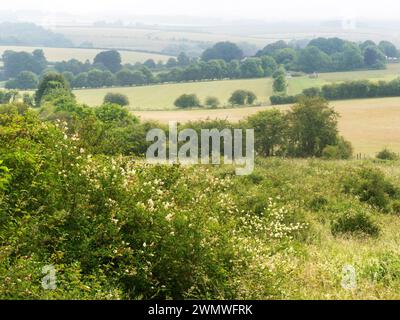Landscape and early morning mist, Noar Hill Nature Reserve, Hampshire ...