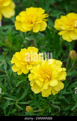 French marigold flowers (Tagetes patula Stock Photo - Alamy