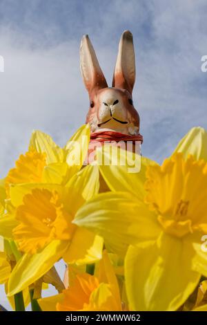 Schöne Ostern. Der Osterhase hat sich zwischen den gelben Narzissen ...