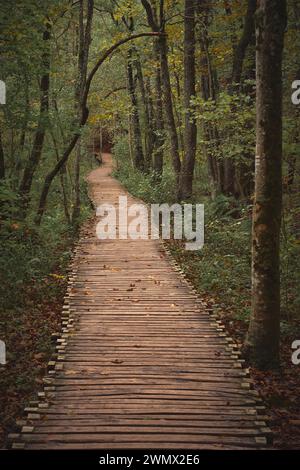 A path surrounded by dense trees and wooden fence Stock Photo - Alamy