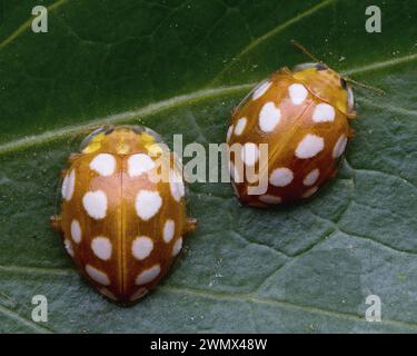 Close-up of a pair of Orange ladybirds (Halyzia 16-guttata). A sixteen ...