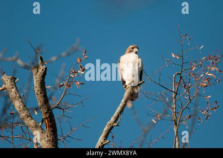 Red Tailed Hawk perched atop tree in vertical image Stock Photo - Alamy
