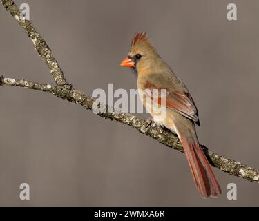 A closeup of a female Northern Cardinal perched on a tree(Cardinalis ...