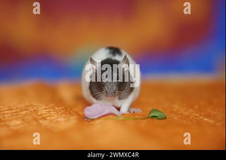 Coloured rat (Rattus novegicus forma domestica), young animal Stock ...