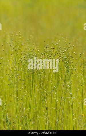 Linen as meadow planting, renewable raw materials, traditional, arable ...