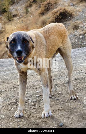 Dog Anatolian Shepherd dog / Kangal / Turkish Karabash adult standing ...