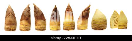 Bamboo shoot on the white background Stock Photo - Alamy