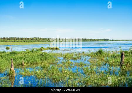 View at a flooded wetland with green aquatic plants a sunny beautiful ...