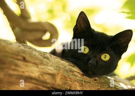 Domestic cat. Juvenile black tomcat lying in a garden. Germany Stock ...