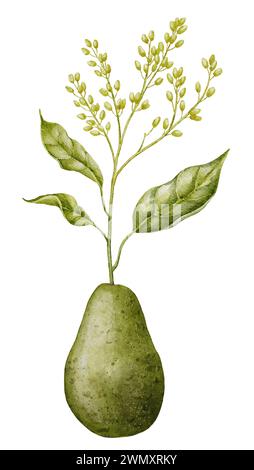 Watercolor leaf of avocado plant tree. Botanical hand drawn realistic ...