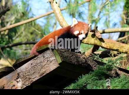 A red panda in its enclosure at Paignton zoo, South Devon Stock Photo ...