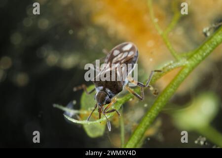 Water cricket (Microvelia reticulata Stock Photo - Alamy