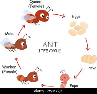 Vector illustration of Ant life cycle Stock Vector Image & Art - Alamy