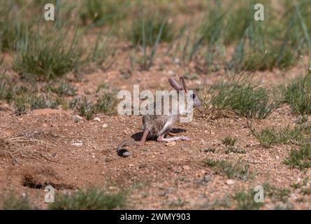 Mongolia, Eastern Mongolia, Steppe, Mongolian five-toed jerboa or ...