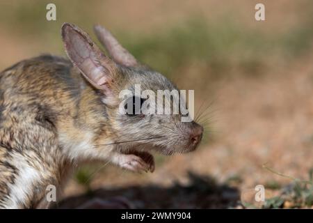 Mongolia, Eastern Mongolia, Steppe, Mongolian five-toed jerboa or ...