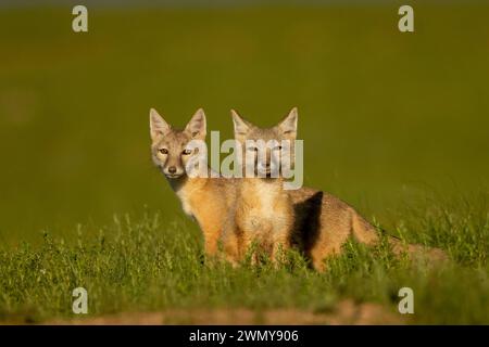 Mongolia, East Mongolia, Steppe area, Corsac fox (Vulpus corsac), at ...