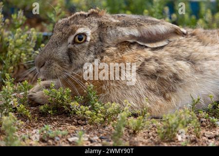 Mongolia, Eastern Mongolia, Steppe, Tolai's Hare (Lepus tolai), in the ...