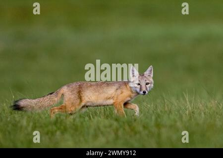 Mongolia, East Mongolia, Steppe area, Corsac fox (Vulpus corsac), at ...
