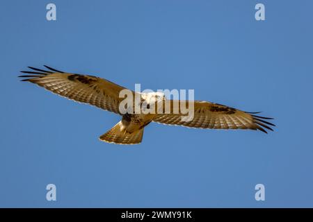 Mongolia, Eastern Mongolia, Steppe, Chinese Hawk (Buteo hemilasius), in ...
